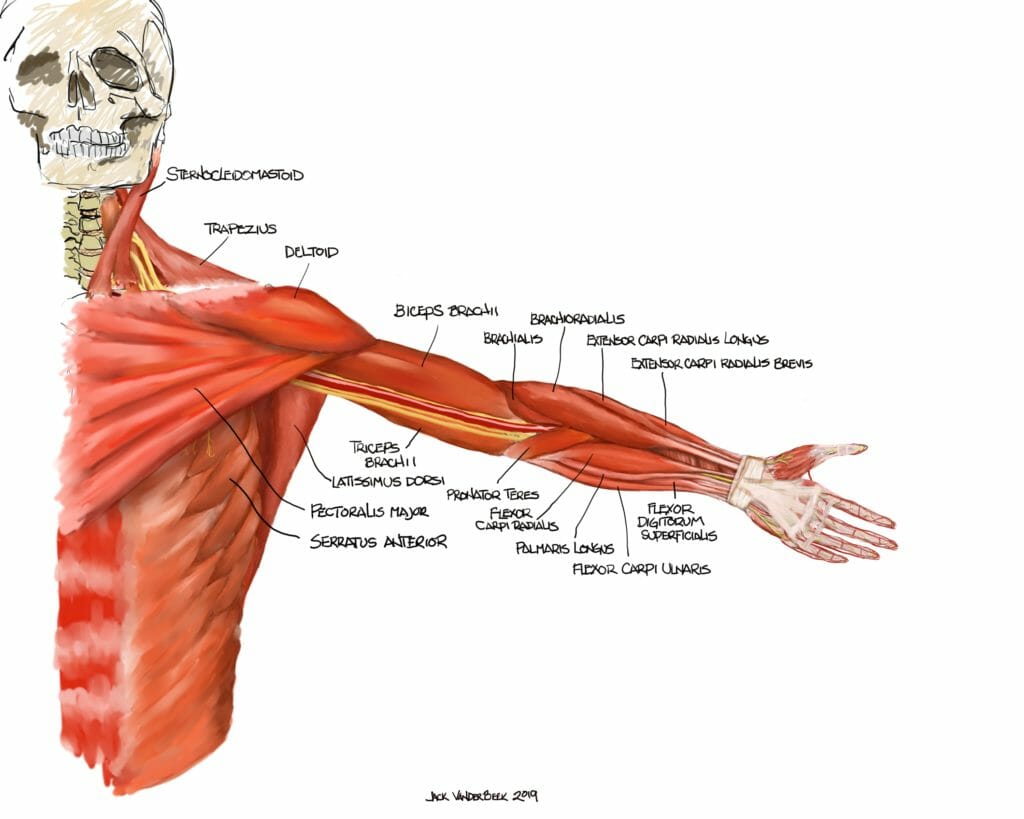 Anatomy Illustrations Neuraxiom Anatomy Illustrations Neuraxiom