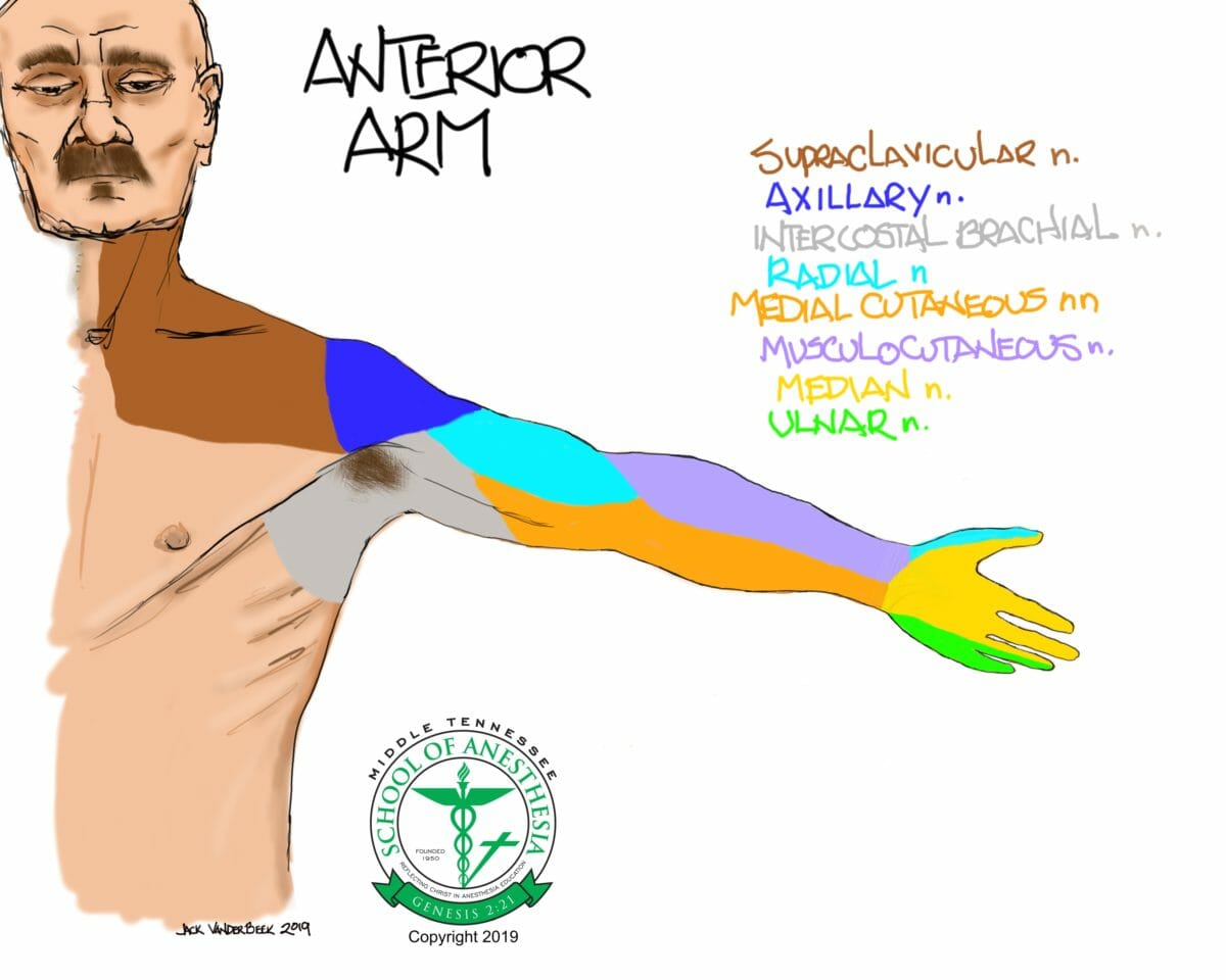 Anatomy Illustrations | Neuraxiom